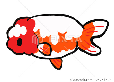Illustration of goldfish ranchu - Stock Illustration [74231598] - PIXTA