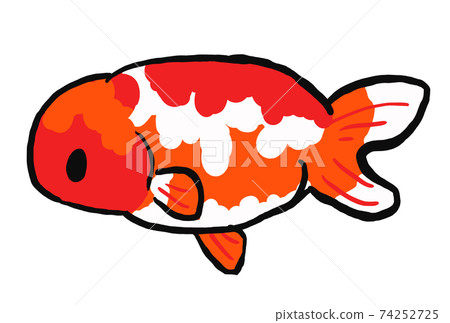 Illustration of goldfish ranchu - Stock Illustration [74252725] - PIXTA