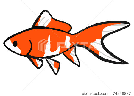Comet goldfish illustration - Stock Illustration [74258887] - PIXTA