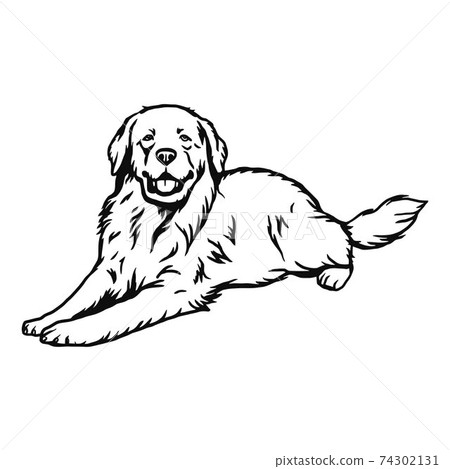 Great Pyrenees dog - vector isolated...-插圖素材 [74302131] - PIXTA圖庫