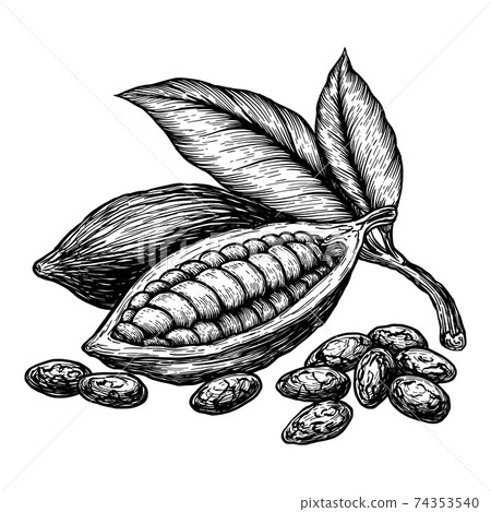 Cocoa leaves and fruits of cocoa beans. Hand... - Stock Illustration ...