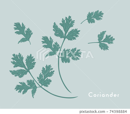 Illustration of Pakuchi (coriander) - Stock Illustration [74398884] - PIXTA