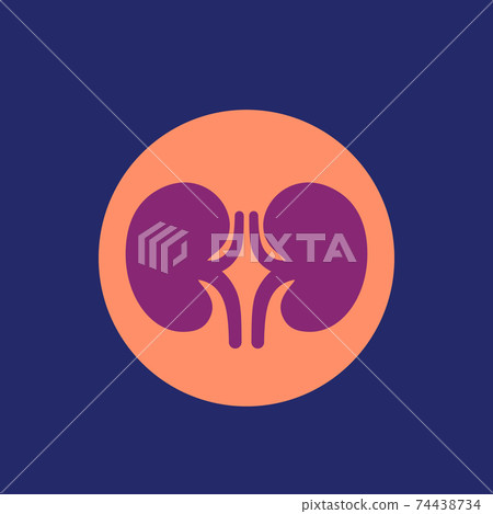 kidneys and nephrology icon, vector - Stock Illustration [74438734] - PIXTA