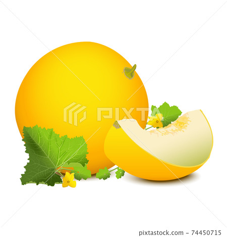 Ripe large yellow melon and a slice of melon... - Stock Illustration ...