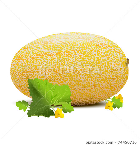Ripe large yellow melon. Vector image on a... - Stock Illustration ...