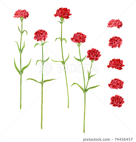 Carnation parts - Stock Illustration [74456457] - PIXTA