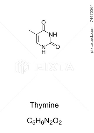 Thymine, T, Thy, chemical formula and skeletal...-插圖素材 [74470564] - PIXTA圖庫