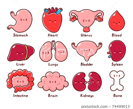 Cute healthy human organs character. Vector... - Stock Illustration ...
