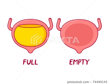 Full and empty human bladder organ. Vector flat... - Stock Illustration ...