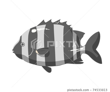 Striped beakfish without line - Stock Illustration [74533813] - PIXTA