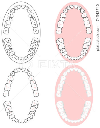 Top view set of correct and clean teeth - Stock Illustration [74542740 ...