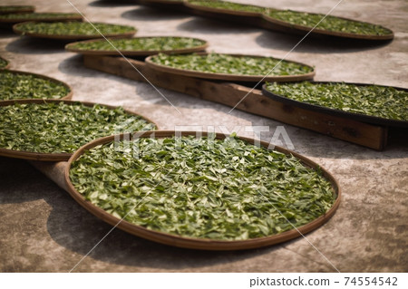 Tea leaves drying in the sun during the process... - Stock Photo ...
