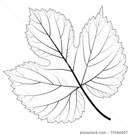 Skeleton of abstract leaf isolated vector... - Stock Illustration ...