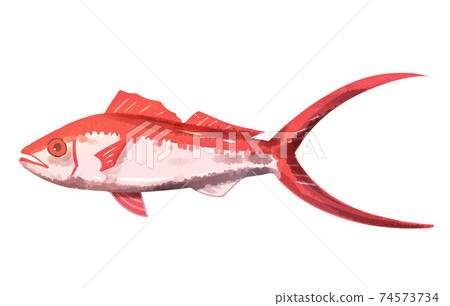 Hamadai watercolor style - Stock Illustration [74573734] - PIXTA