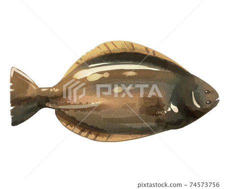 Flatfish watercolor style - Stock Illustration [74573756] - PIXTA