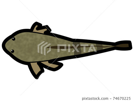 Illustration of flathead - Stock Illustration [74670225] - PIXTA