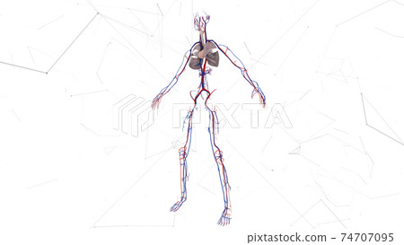 Cardio Vascular System in white background - Stock Illustration ...