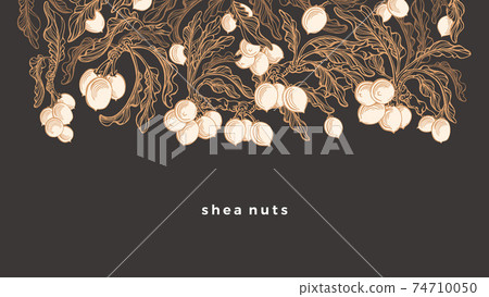 Shea butter. Vector plant and nuts. Karite tree - Stock Illustration ...