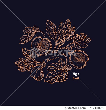 Figs vintage symbol Vector hand drawn illustration - Stock Illustration ...