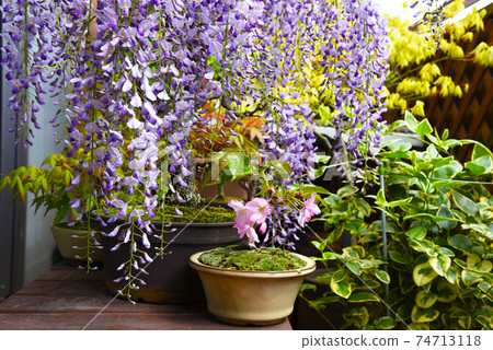 Japanese-style veranda Life with Fuji bonsai... - Stock Photo [74713118 ...