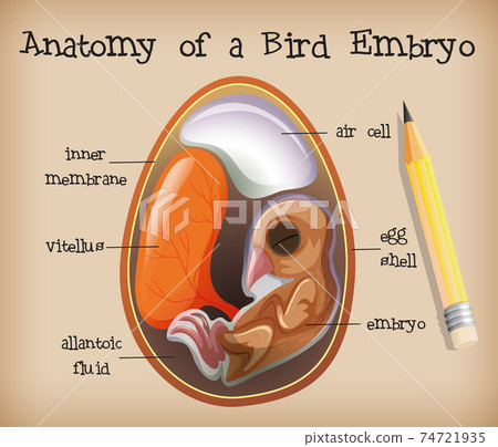 Anatomy of a Bird Embryo - Stock Illustration [74721935] - PIXTA