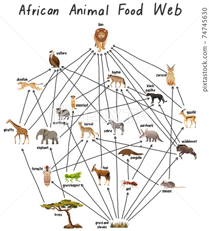 African animal food web on white background - Stock Illustration ...