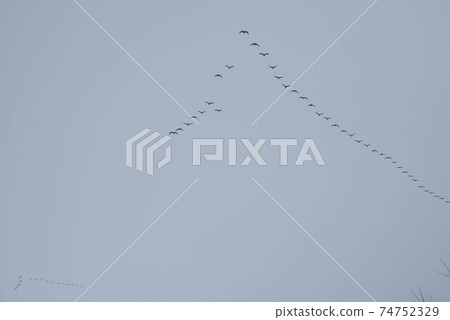 V-shaped formation flight of geese - Stock Photo [74752329] - PIXTA