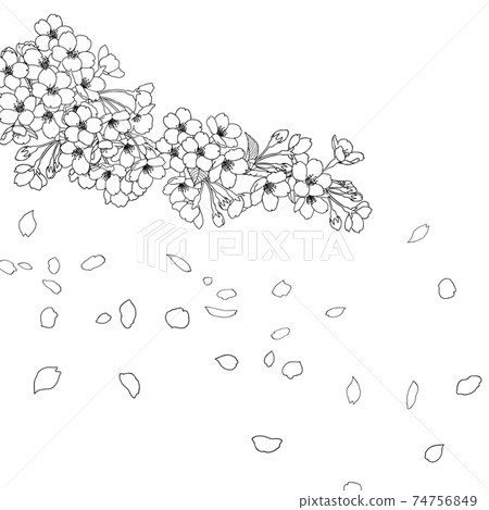 Hand-painted line art Sakura illustration - Stock Illustration ...