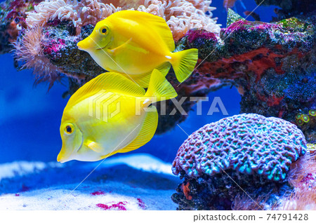 Zebrasoma flavescens - Yellow Tang . - Stock Photo [74791428] - PIXTA