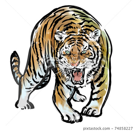 Intimidating tiger from the front-color - Stock Illustration [74858227 ...