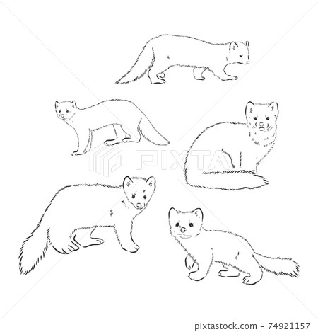 Wild sable, forest animal. Symbol of the north.... - Stock Illustration ...