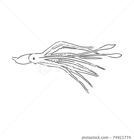 Squid. Vector isolated illustration. Ink. Hand... - Stock Illustration ...