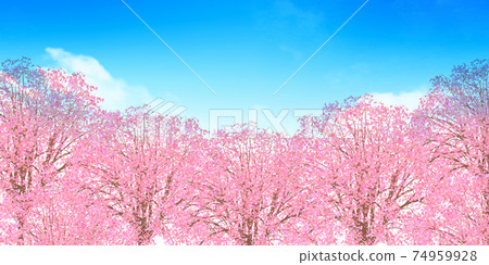 Sakura spring landscape background - Stock Illustration [74959928] - PIXTA