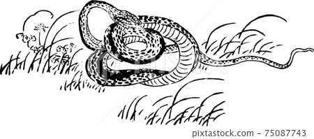 Meadow snake - Stock Illustration [75087743] - PIXTA