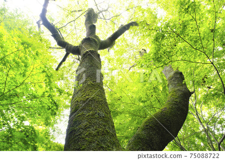 Anthropomorphic Tree