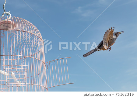Free image of a small bird jumping out of a... - Stock Photo [75162319 ...