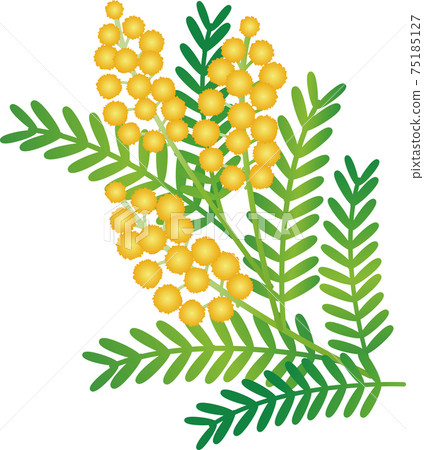 Mimosa fusa acacia spring flower plant yellow... - Stock Illustration ...