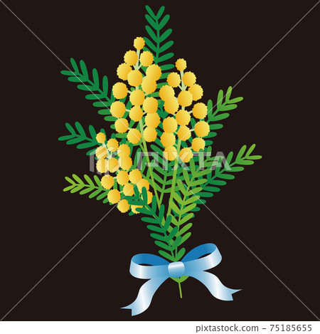Mimosa fusa acacia spring flower plant yellow... - Stock Illustration ...