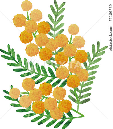 Mimosa fusa acacia spring flower plant yellow... - Stock Illustration ...