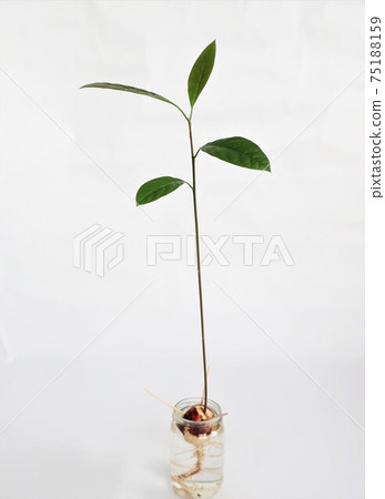 Hydroponic Avocado Tree Hydroponic Growing Gutters For Greenhouses