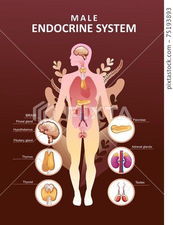 Endocrine System Male