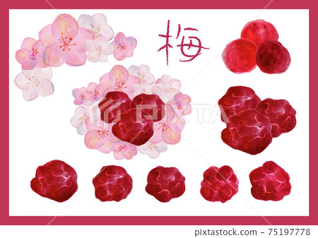 Umeboshi illustration Japanese food watercolor... - Stock Illustration ...
