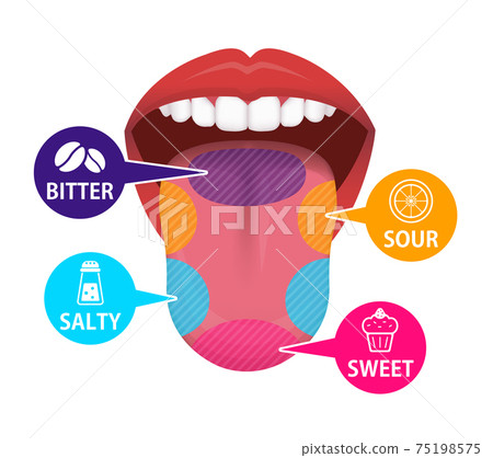 Taste map on the surface of the tongue Vector... - Stock Illustration ...