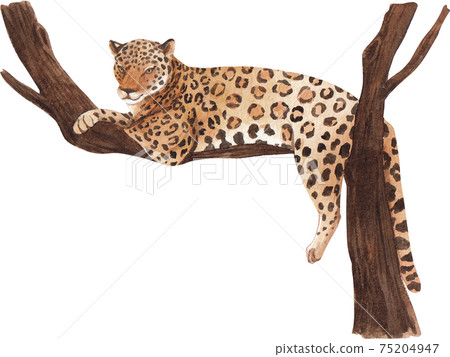 Leopard element watercolor - Stock Illustration [75204947] - PIXTA
