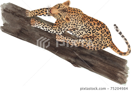 Leopard element watercolor - Stock Illustration [75204984] - PIXTA