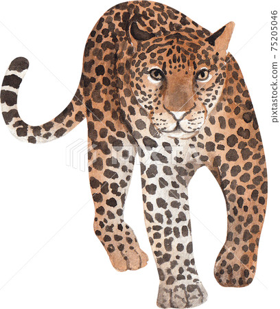 Leopard element watercolor - Stock Illustration [75205046] - PIXTA