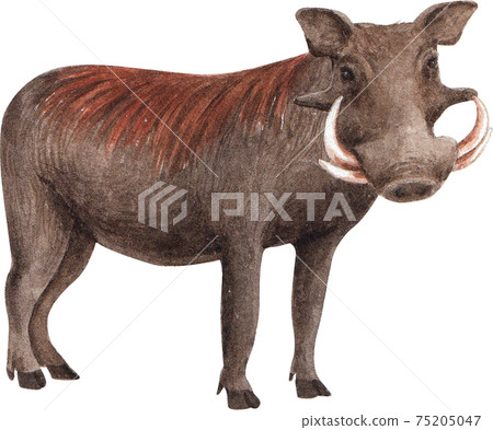 Wild Boar element watercolor - Stock Illustration [75205047] - PIXTA