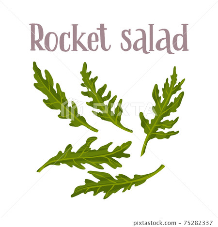Healthy nutrition product. Fresh tasty rocket... - Stock Illustration ...