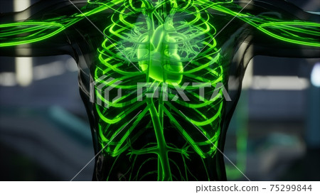 science anatomy scan of human Blood Vessels - Stock Illustration ...