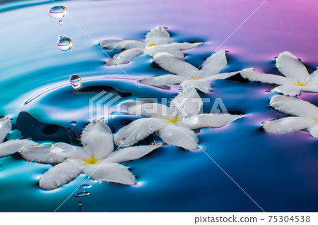 Jasmine flowers and water ripples - Stock Photo [75304538] - PIXTA